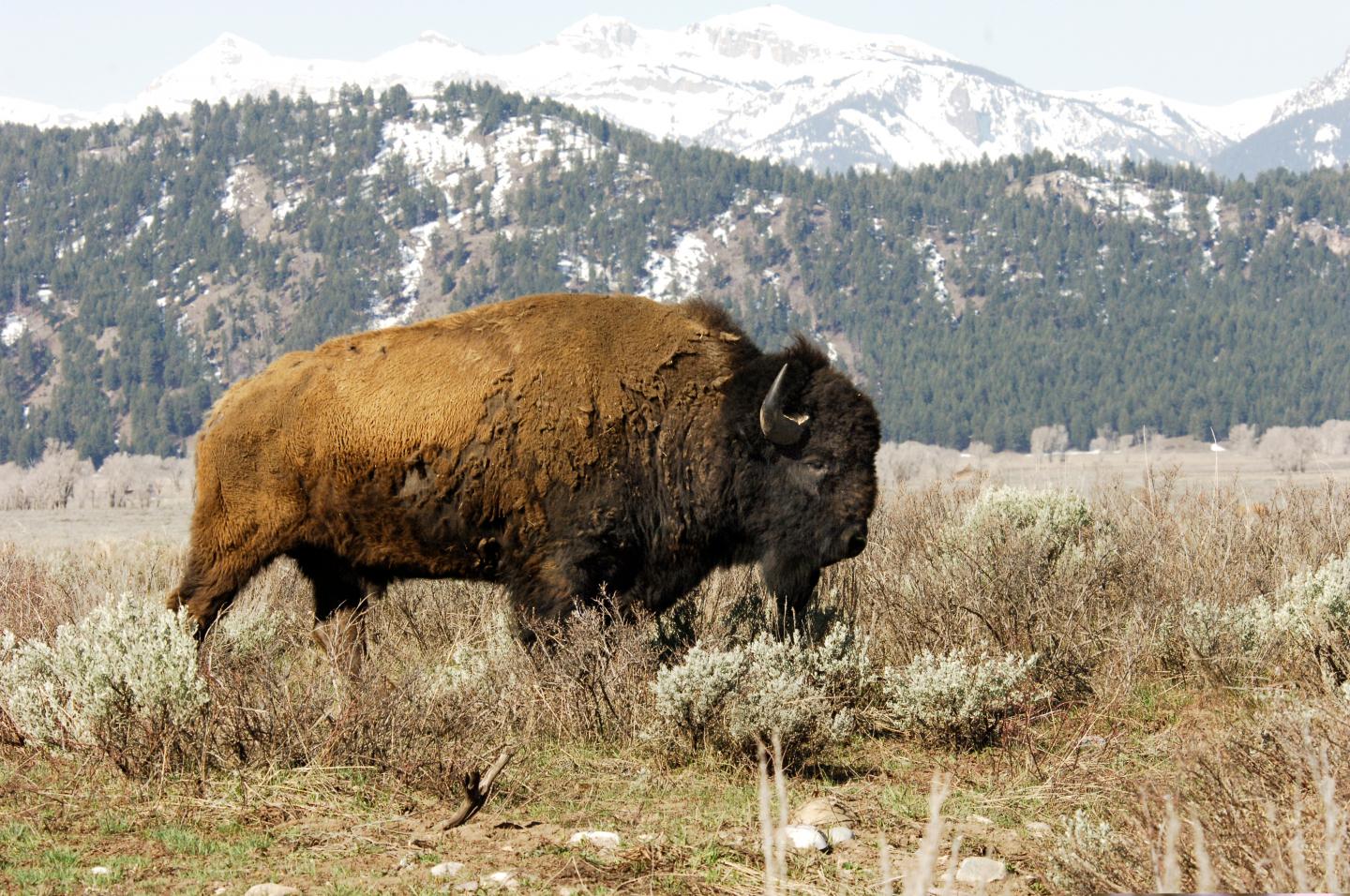 Bison [IMAGE] | EurekAlert! Science News Releases