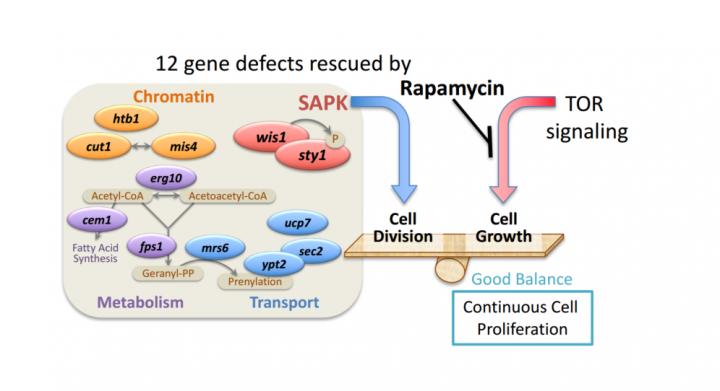 Rapamycin Diagram [IMAGE] | EurekAlert! Science News Releases
