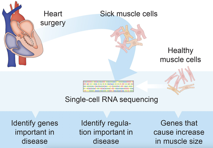 Single cell RNA sequencing pro [IMAGE] | EurekAlert! Science News Releases