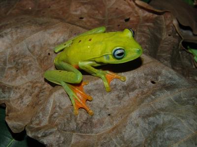 Tree Frogs Tell a Story of Bio [IMAGE] | EurekAlert! Science News Releases