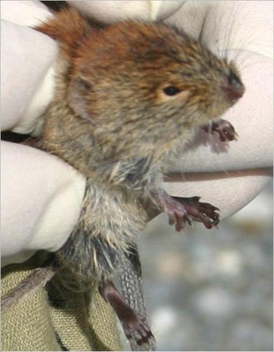 The Vole Stays in the Picture [IMAGE] | EurekAlert! Science News Releases