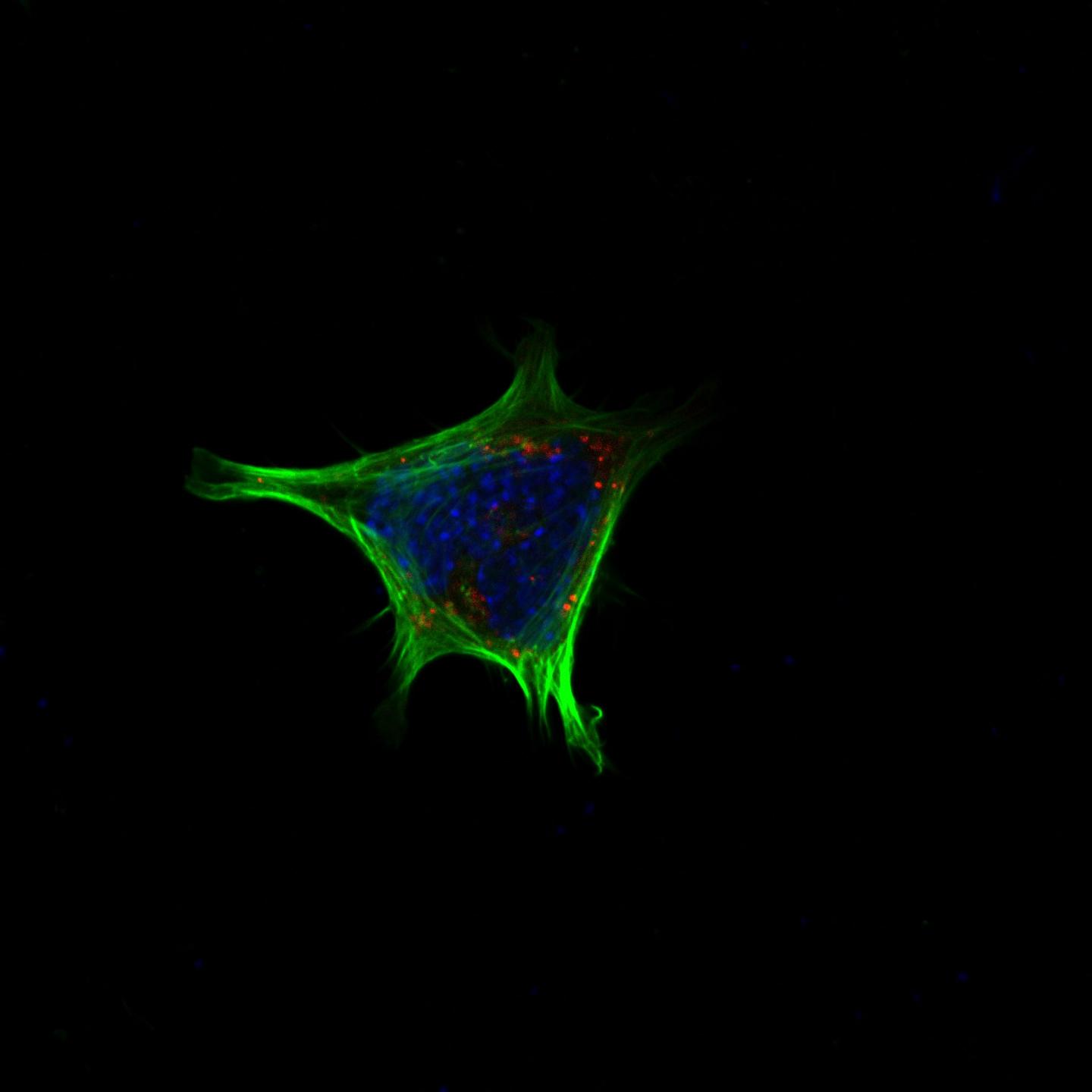 Neuronal cell line [IMAGE] | EurekAlert! Science News Releases
