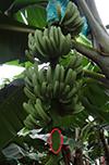 Banana Plant Extract Could Be [IMAGE] | EurekAlert! Science News Releases