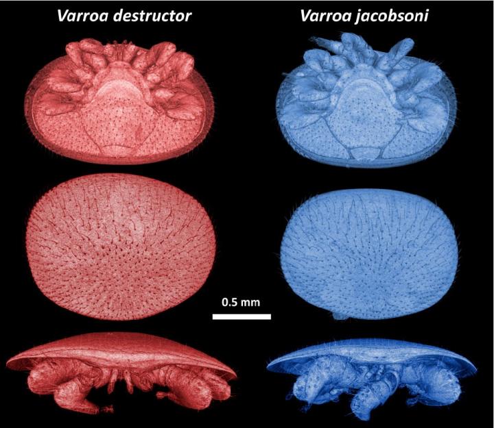 Micro-CT Scan of Mites [IMAGE] | EurekAlert! Science News Releases