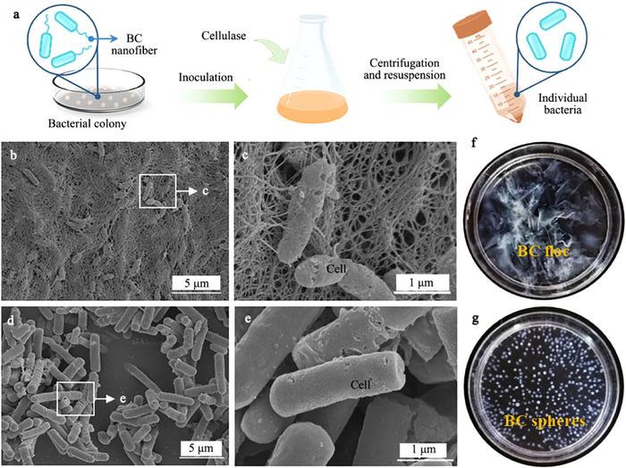 Scientists craft tailorable bacterial cellulo | EurekAlert!