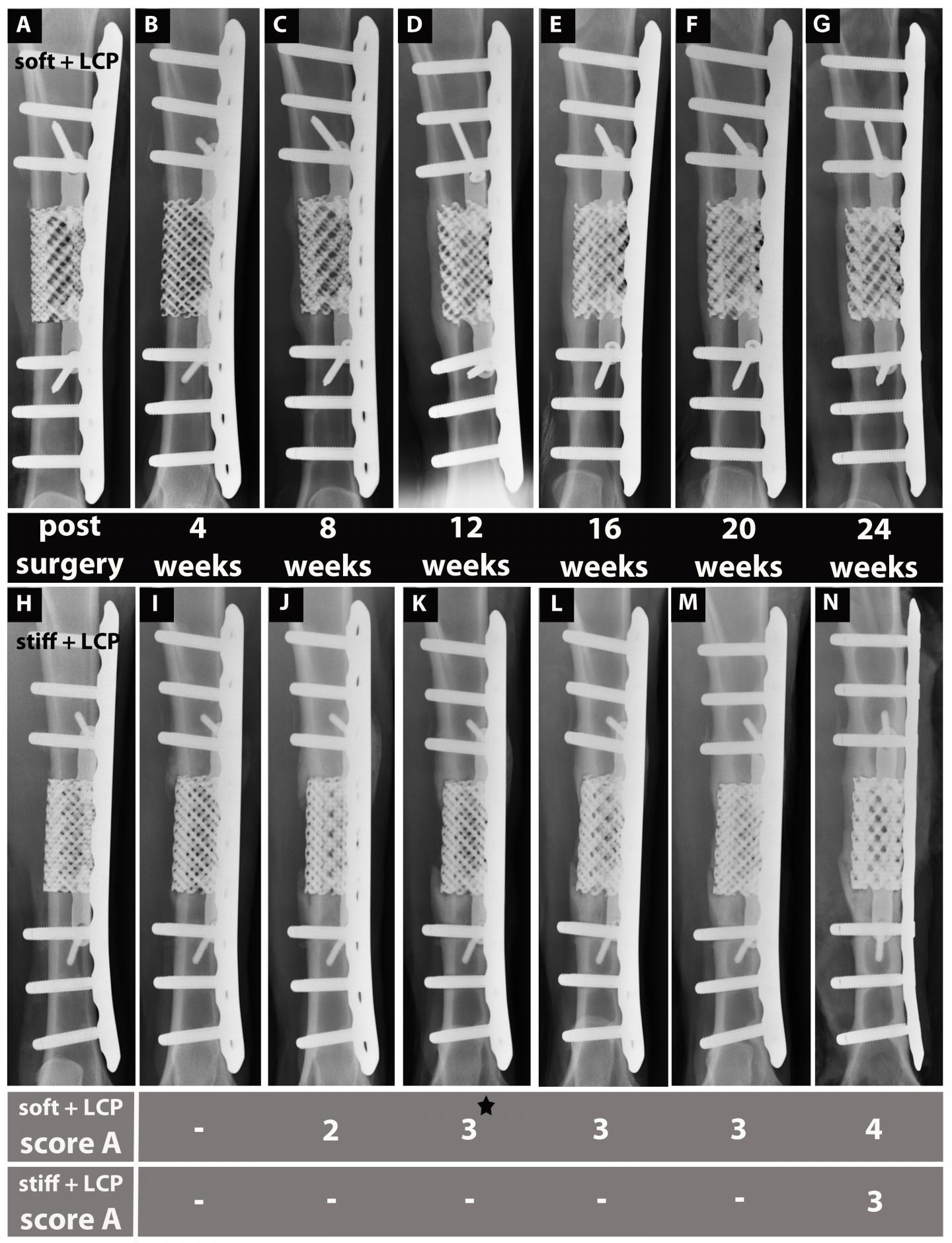 Soft Titanium Scaffolds Help Heal Large Bone | EurekAlert!