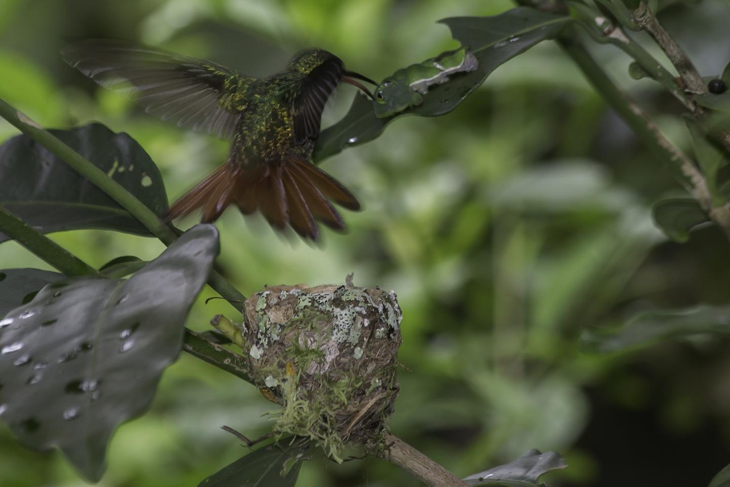 Hummingbird Attack [IMAGE] | EurekAlert! Science News Releases