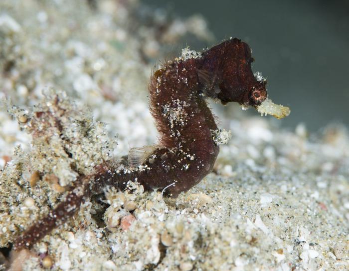 Cylix nkosi [IMAGE] | EurekAlert! Science News Releases