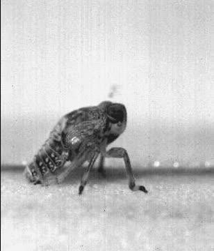 Mechanical Gears 'Invented' by Insects (8 of | EurekAlert!