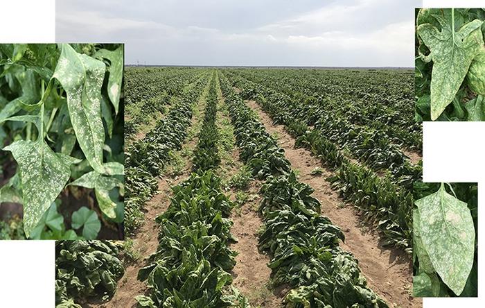 Advancing spinach cultivation: A breakthrough | EurekAlert!