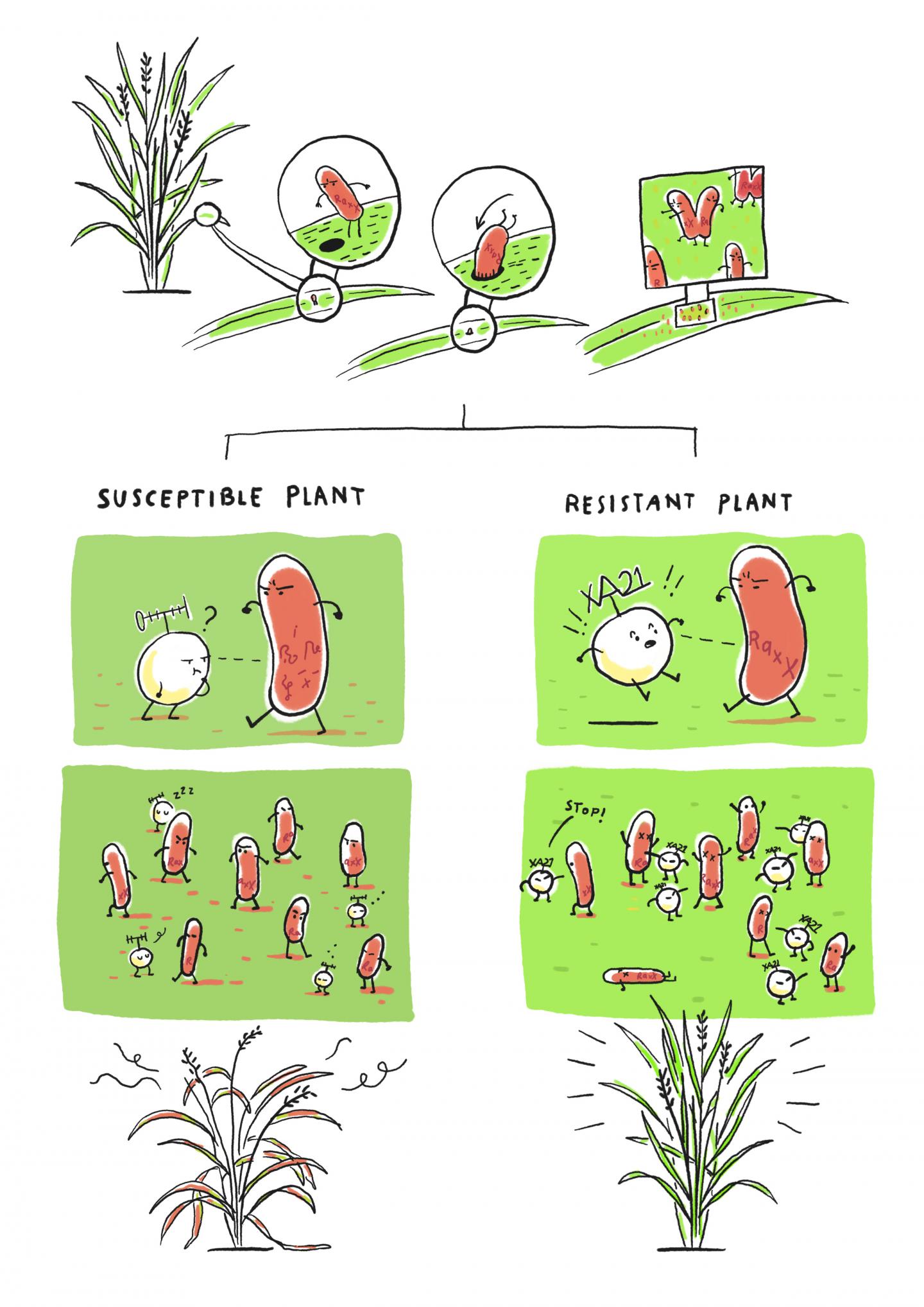 RaxX Protein, The True Activator of Rice Immu | EurekAlert!