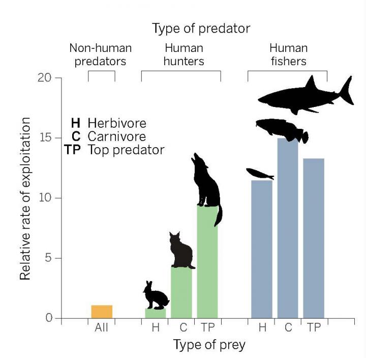 Humans as Predators: An Unsust [IMAGE] | EurekAlert! Science News Releases