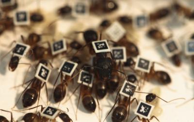 Ants Go Marching, In Order by Age (3 of 10) | EurekAlert!