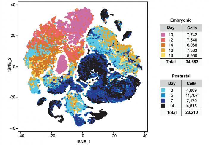 Relationship between Single Ce [IMAGE] | EurekAlert! Science News Releases