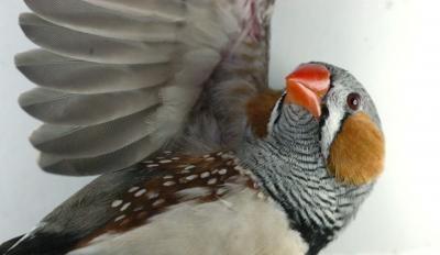 Zebra Finch (1 of 2) [IMAGE] | EurekAlert! Science News Releases