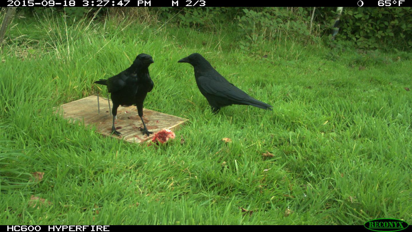 Scavenger crows provide public service, resea | EurekAlert!