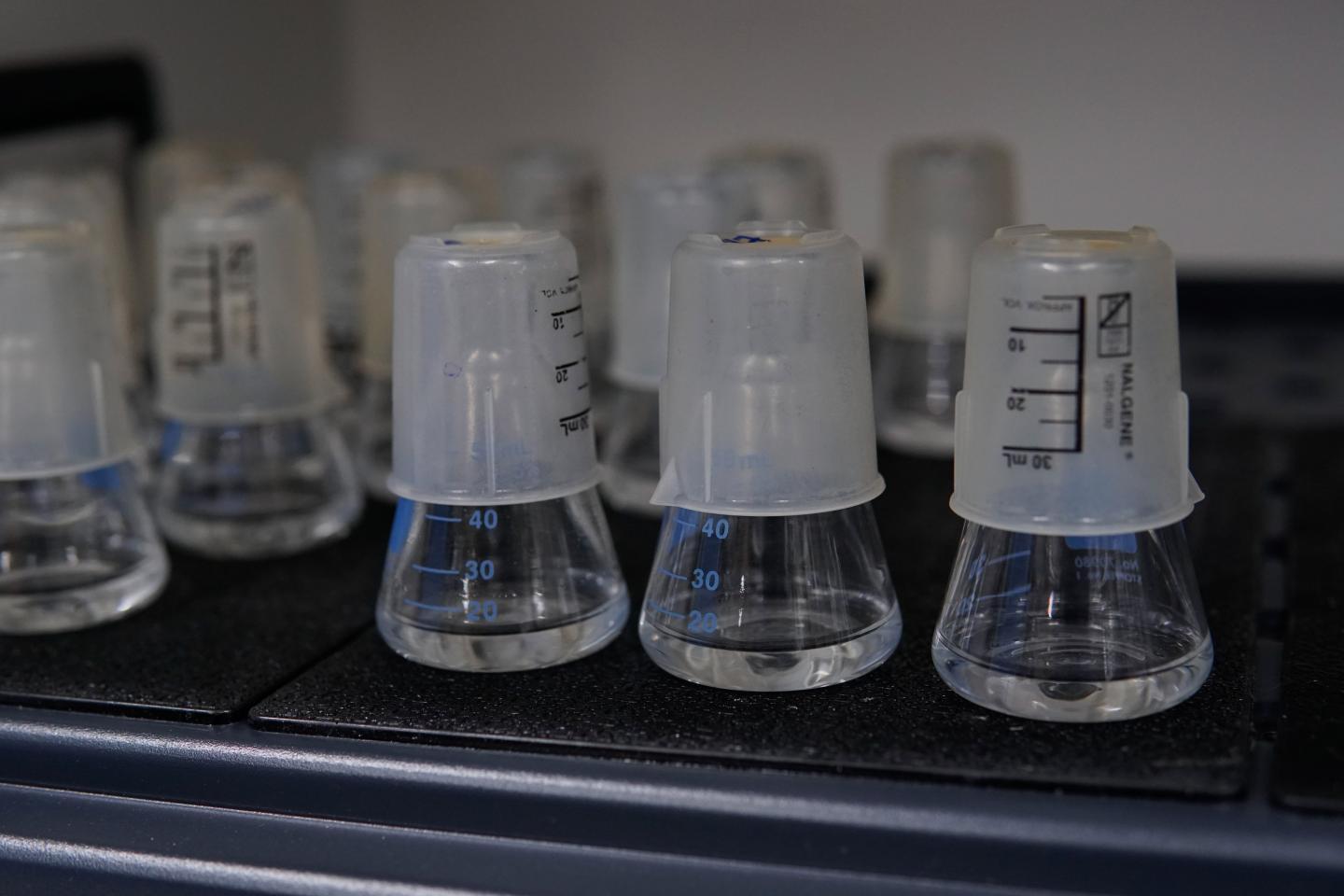 Training flasks [IMAGE] | EurekAlert! Science News Releases
