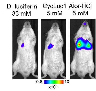 Bioluminescence Imaging of Lun [IMAGE] | EurekAlert! Science News Releases