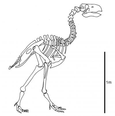 Skeleton of Gastornis [IMAGE] | EurekAlert! Science News Releases