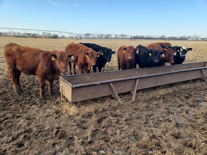 Normal stocking density cattle [IMAGE] | EurekAlert! Science News Releases