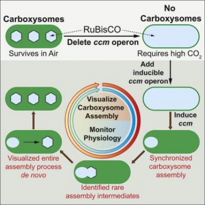 Visualizing the Carboxysome As [IMAGE] | EurekAlert! Science News Releases