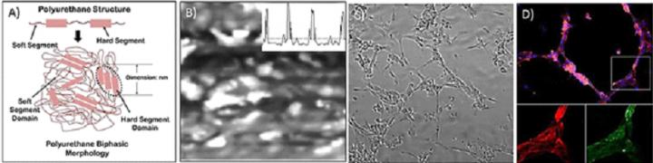 Polyurethane phase morphology induces endothe | EurekAlert!