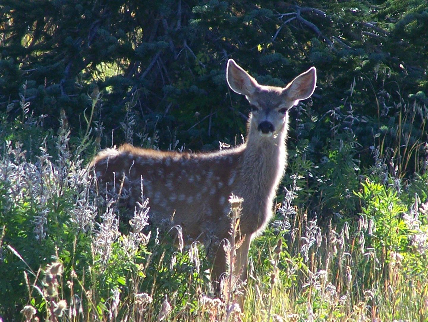 Tracking deer by NASA satellite | EurekAlert!