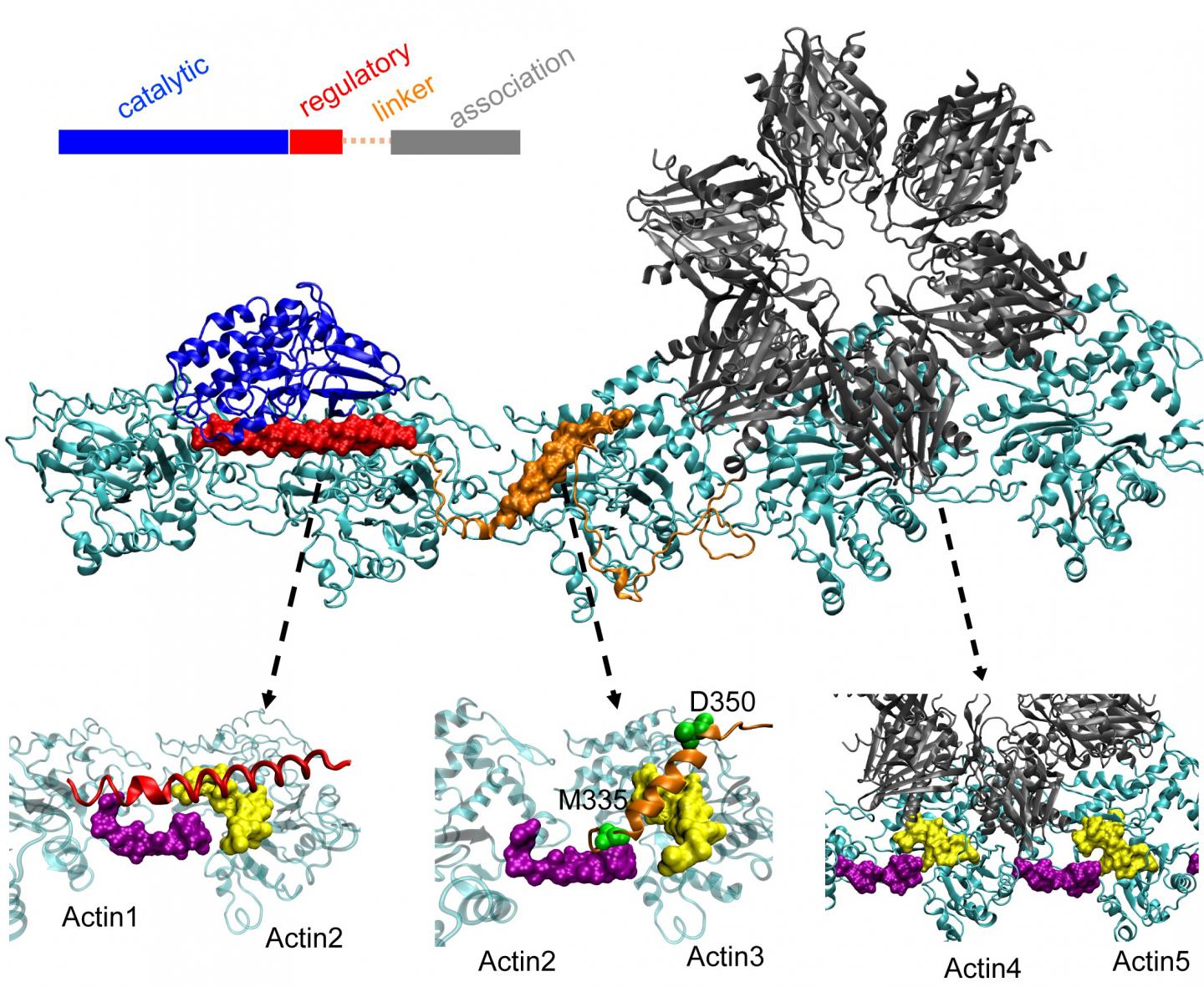 Actin (2 of 3) [IMAGE] | EurekAlert! Science News Releases