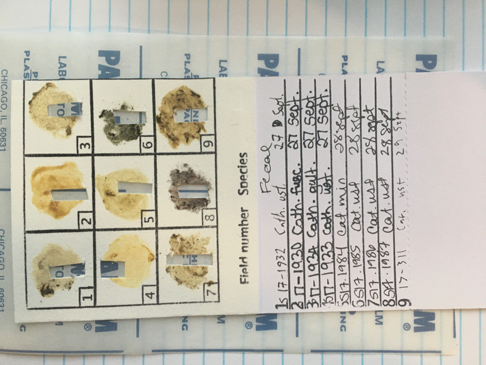 Bird poop [IMAGE] | EurekAlert! Science News Releases