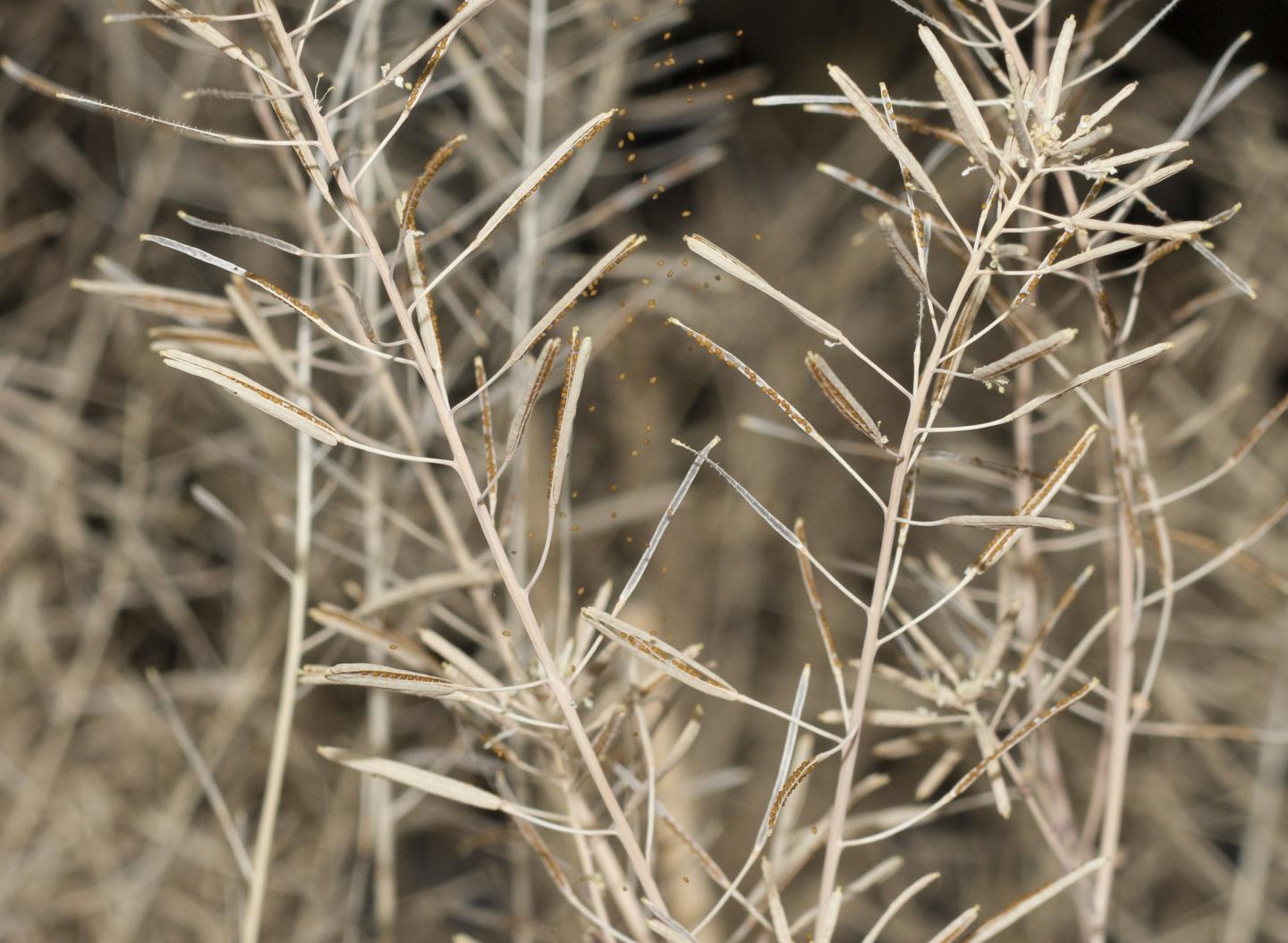 Rapid Evolution Helps Plants D [IMAGE] | EurekAlert! Science News Releases