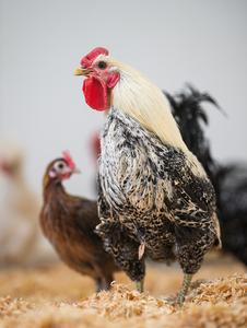 Map of genetic regulation in chickens could h | EurekAlert!