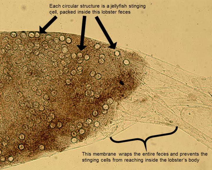 Lobster Feces After a Meal of [IMAGE] | EurekAlert! Science News Releases