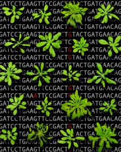One species, many genomes | EurekAlert!