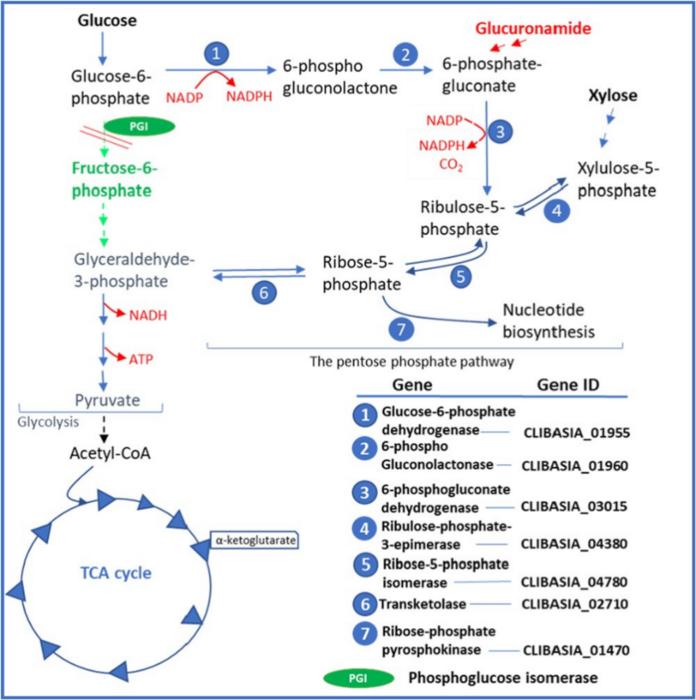 Scheme of glycolysis and pento [IMAGE] | EurekAlert! Science News Releases