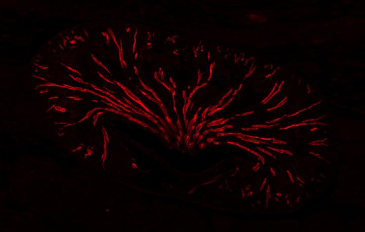 A Mouse Kidney under the Micro [IMAGE] | EurekAlert! Science News Releases