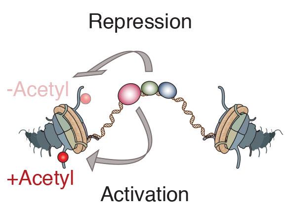 Activation and Repression Sign [IMAGE] | EurekAlert! Science News Releases