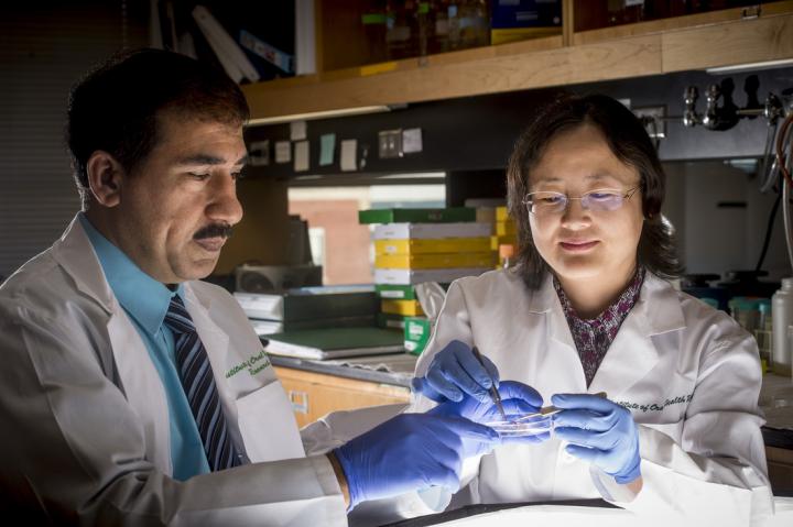 Amjad Javed and Haiyan Chen, U [IMAGE] | EurekAlert! Science News Releases