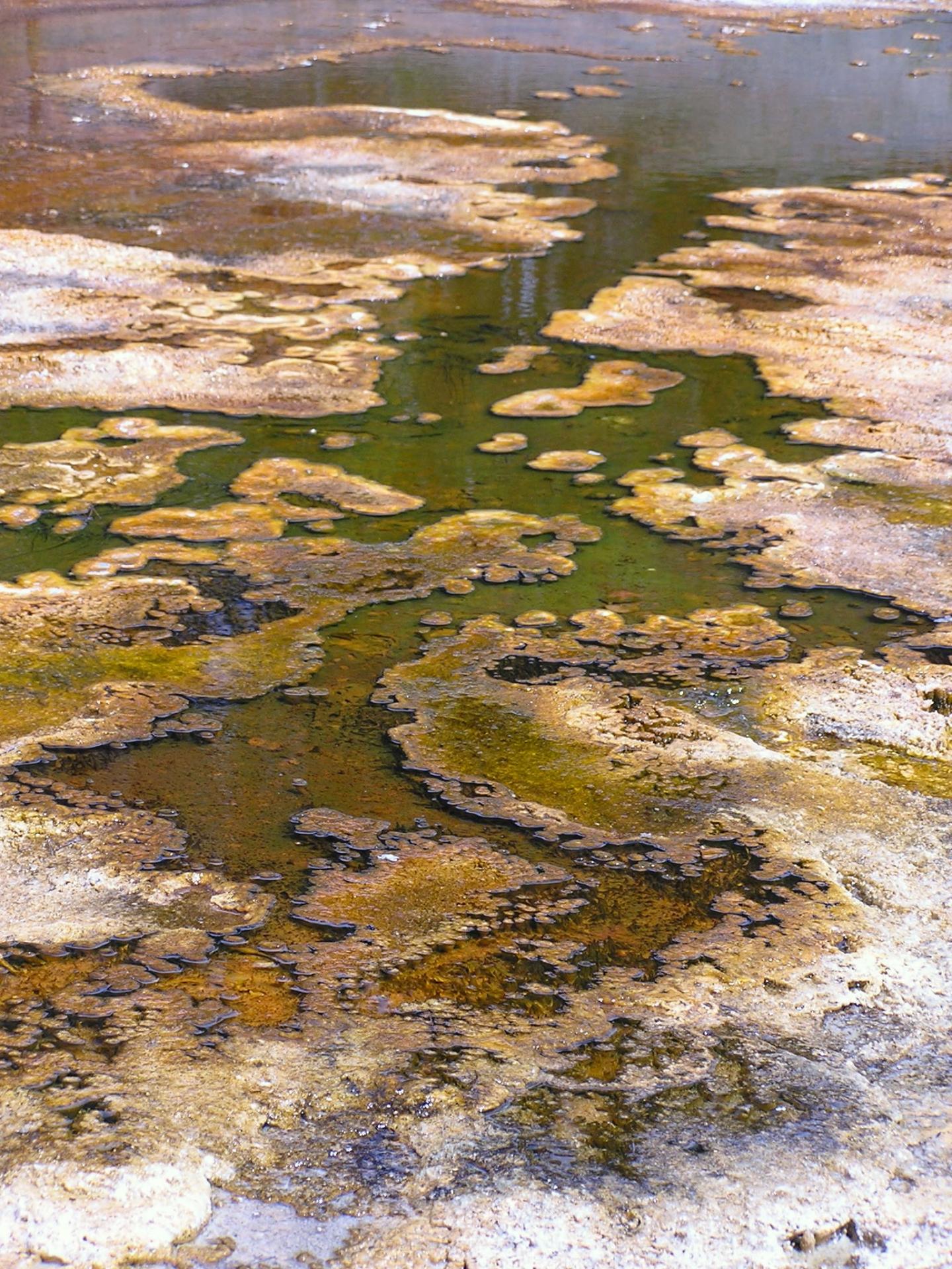 Octopus Spring, Yellowstone [IMAGE] | EurekAlert! Science News Releases