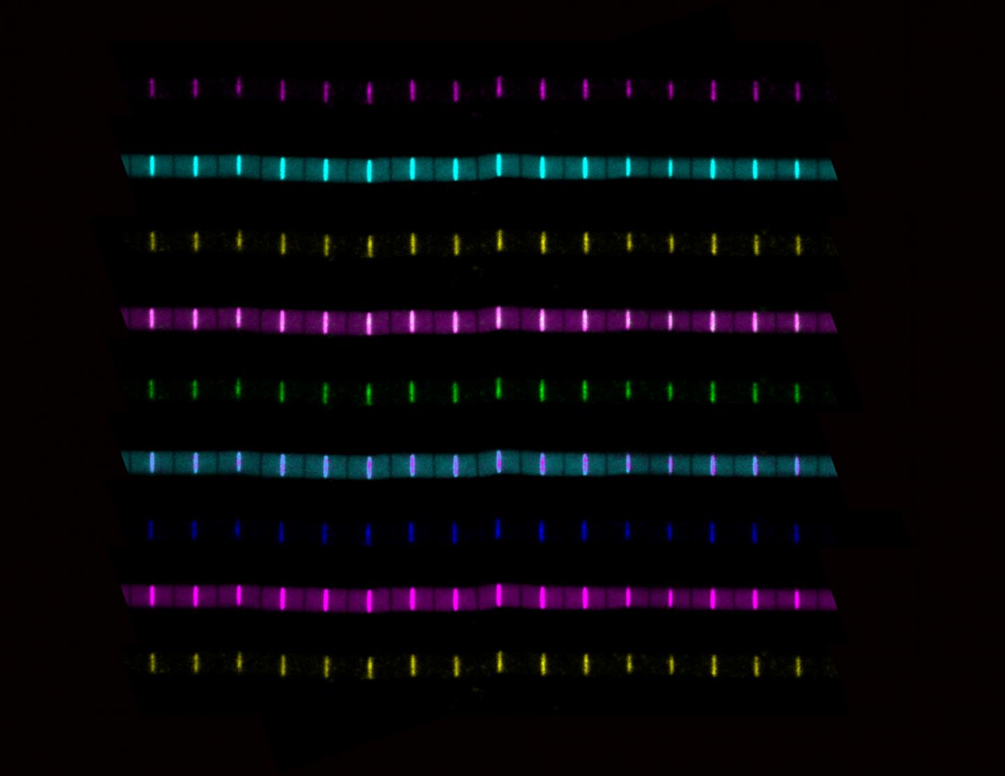 Fruit Fly Muscle [IMAGE] | EurekAlert! Science News Releases