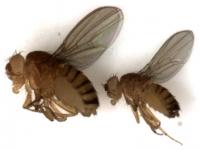 UM scientists create fruit fly model to help | EurekAlert!