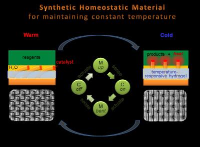 Schematic of a Synthetic Homeo [IMAGE] | EurekAlert! Science News Releases