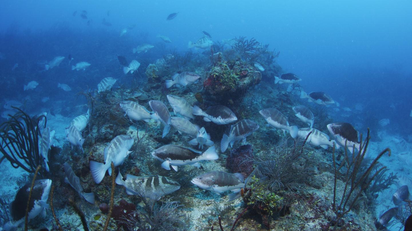 Grouper Spawning Aggregation [IMAGE] | EurekAlert! Science News Releases