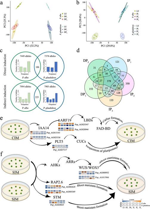 Allele-specific expression (AS [IMAGE] | EurekAlert! Science News Releases
