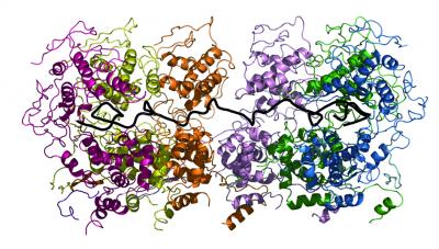 Ribbon Representation [IMAGE] | EurekAlert! Science News Releases