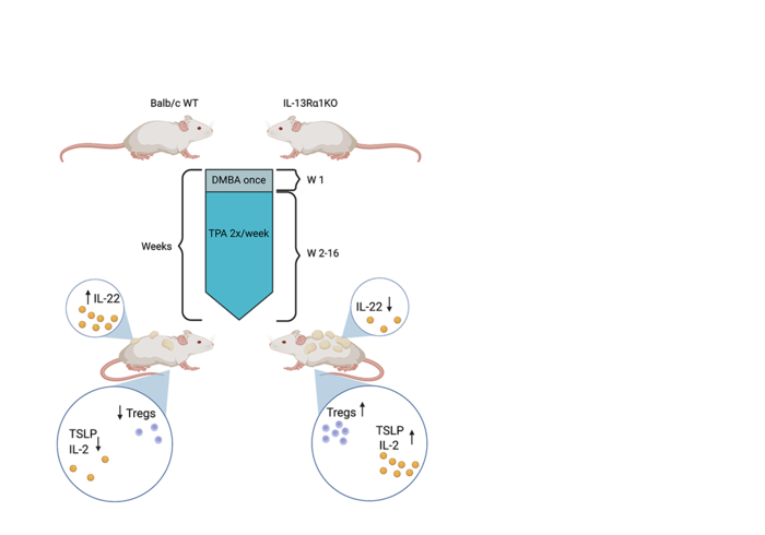 Graphic abstract. [IMAGE] | EurekAlert! Science News Releases