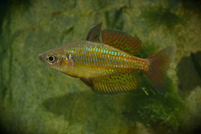 Rainbowfish from the Wet Tropi [IMAGE] | EurekAlert! Science News Releases