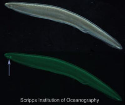 Amphioxus (3 of 3) [IMAGE] | EurekAlert! Science News Releases