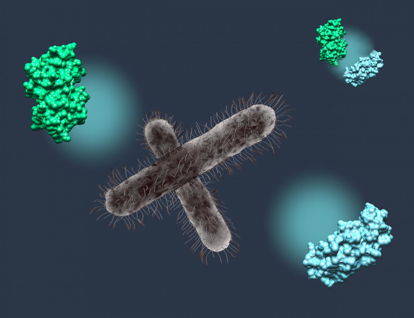 The Pathogenic Bacteria, Shige [IMAGE] | EurekAlert! Science News Releases