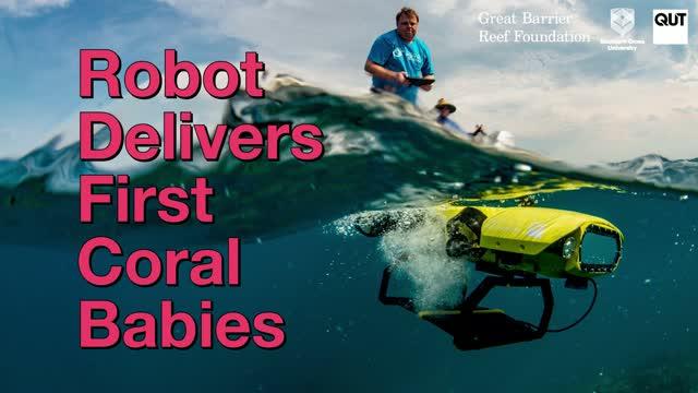 Robot makes world-first baby coral delivery t | EurekAlert!