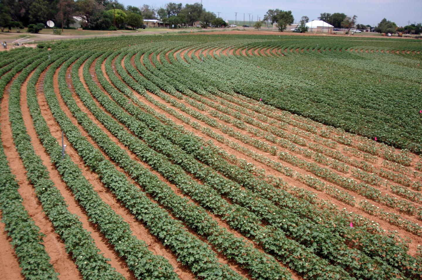 Cotton Field with Varied Irrig [IMAGE] | EurekAlert! Science News Releases